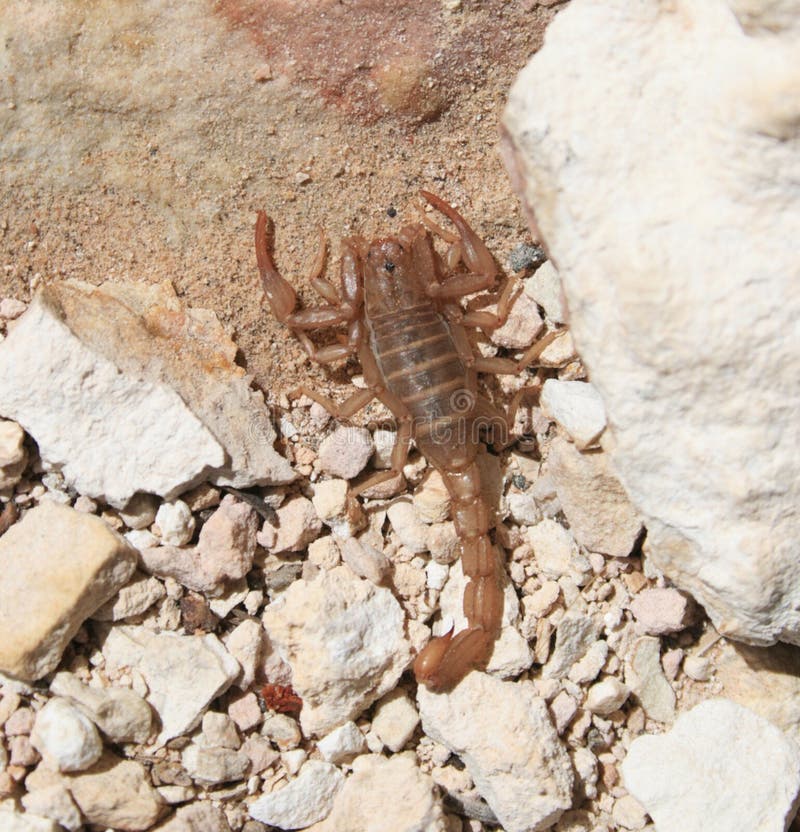 Small brown scorpion stock photo. Image of macro, close - 4804892