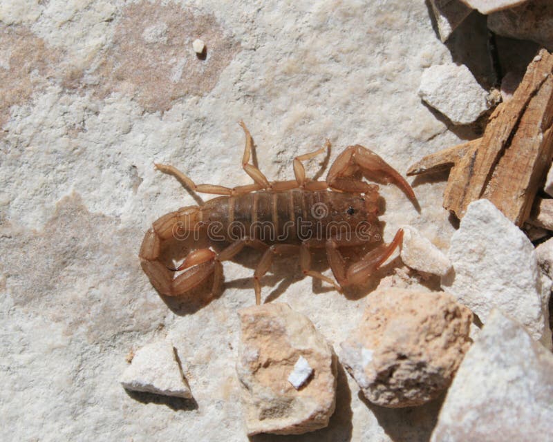 Small brown scorpion stock photo. Image of macro, close - 4804892