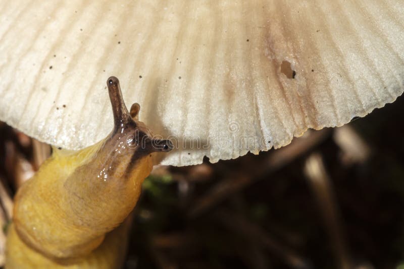 A Small Brown Slug on a Small Mushroom on a Forest Floor Stock Photo ...