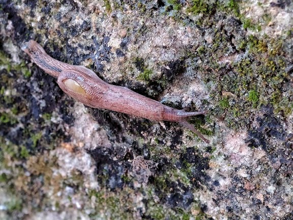 A Small Brown Slug is on a Rock Stock Image - Image of park, tail ...