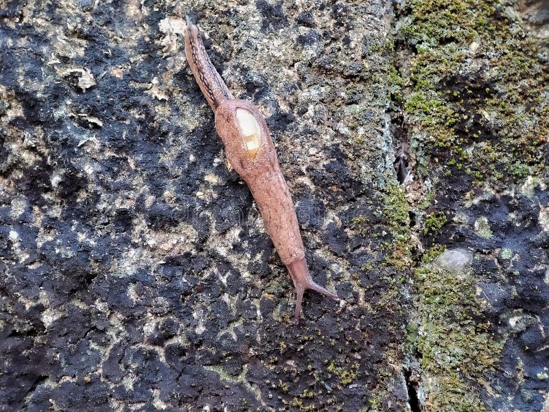 A Small Brown Slug is on a Rock Stock Image - Image of outdoor, white ...