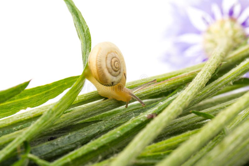 Small Brown Snail and Cornflower on White Background. Animal Shell ...