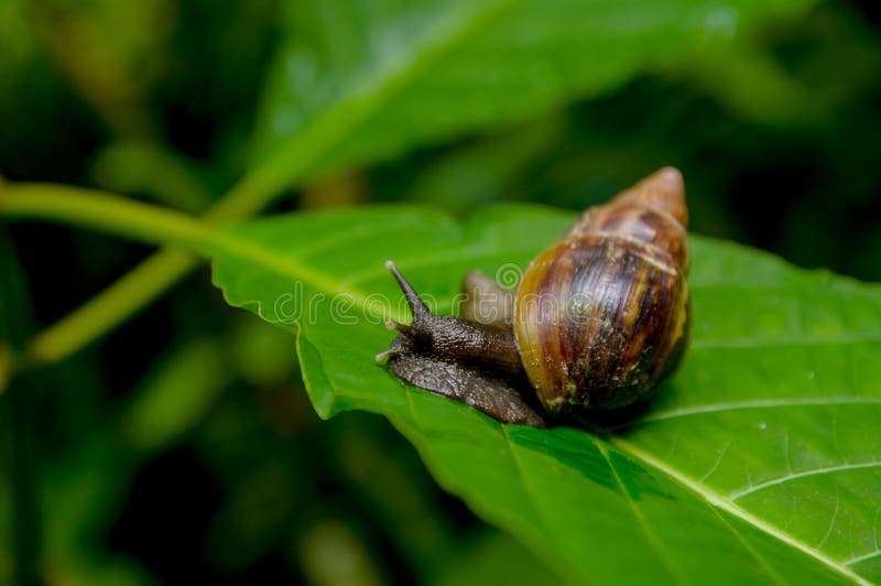 Small Brown Snail Sitting on a Green Leaf in Amazon Jungle Ecuador ...