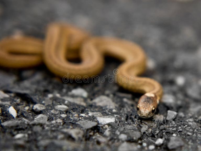 2,949 Small Brown Snake Stock Photos - Free & Royalty-Free Stock Photos ...