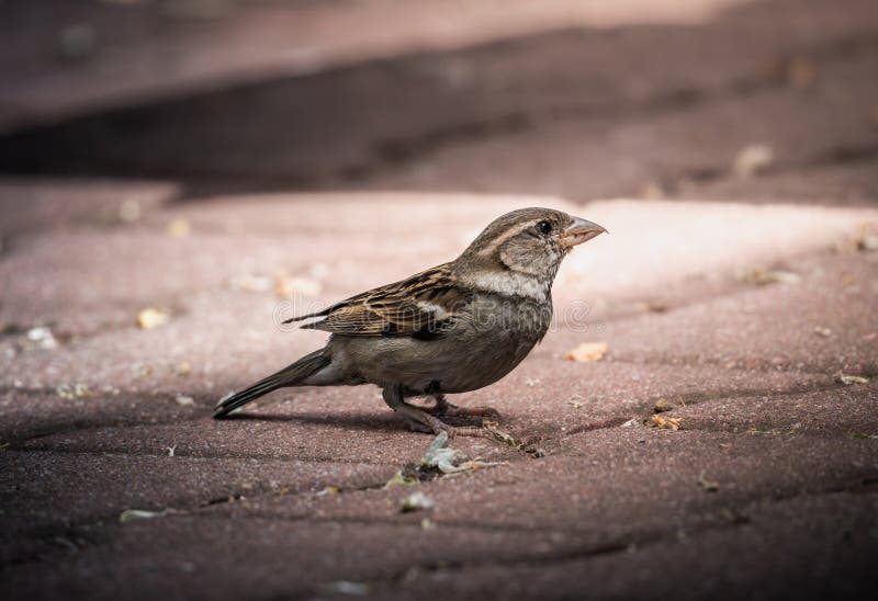 A Small Brown Sparrow Perched on Brick Pavement during the Day Stock ...