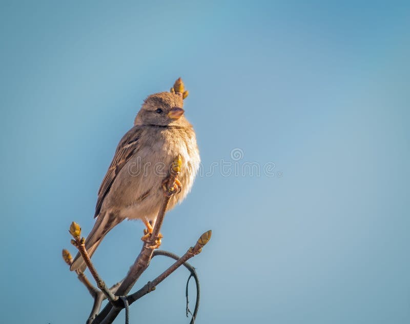 Small Brown Sparrow Perching on Tree Branch Stock Photo - Image of wild ...