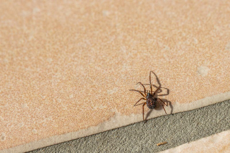 Detail Of Little Brown Spider Stock Image - Image of spider, background ...