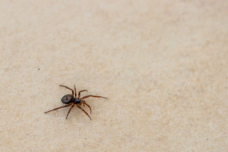 Small Brown Spider Crawls Across the Tiled Kitchen Floor Stock Image ...