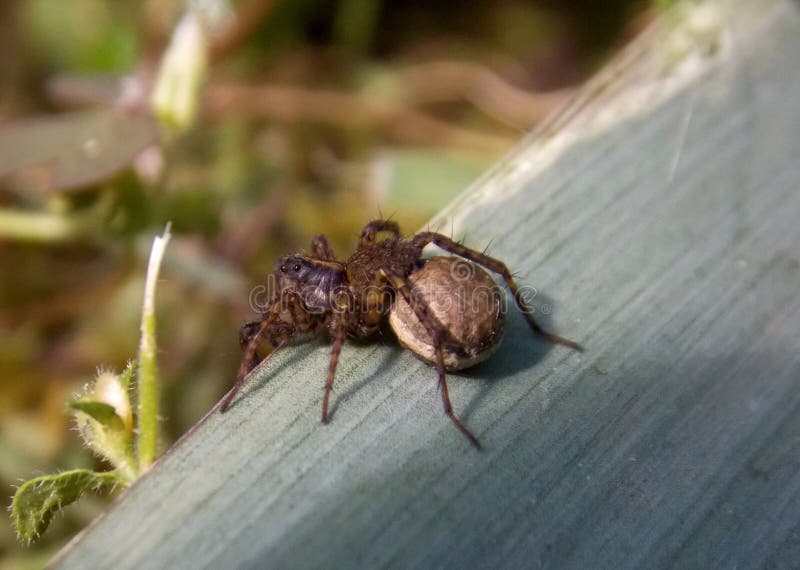 Small Brown Spider with Its Brood Stock Photo - Image of invertebrate ...