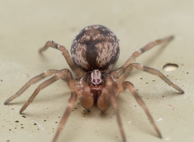Small Brown Spider with Large Palpus Stock Image - Image of ...