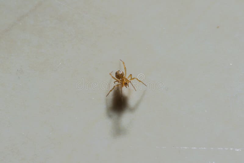 A Small Brown Spider on the Ground Stock Image - Image of architecture ...