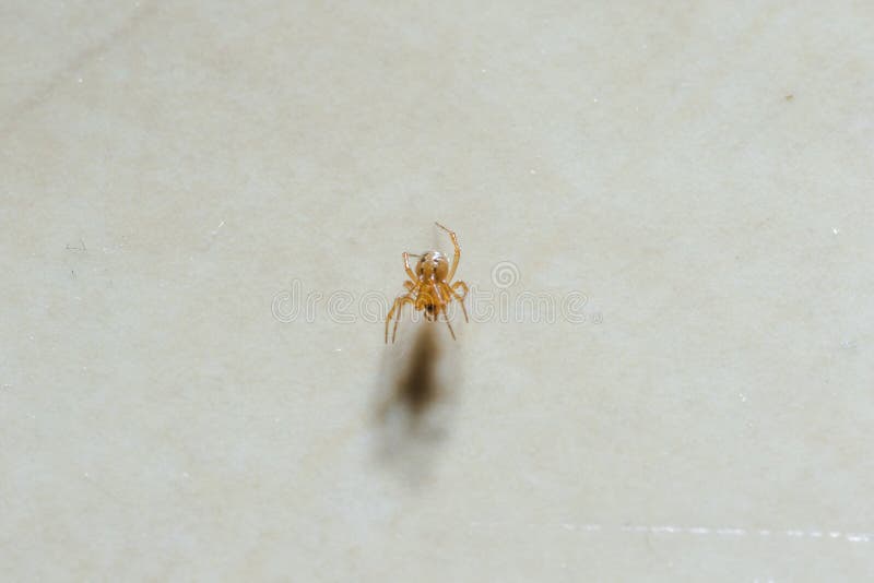 A Small Brown Spider on the Ground Stock Image - Image of cement ...