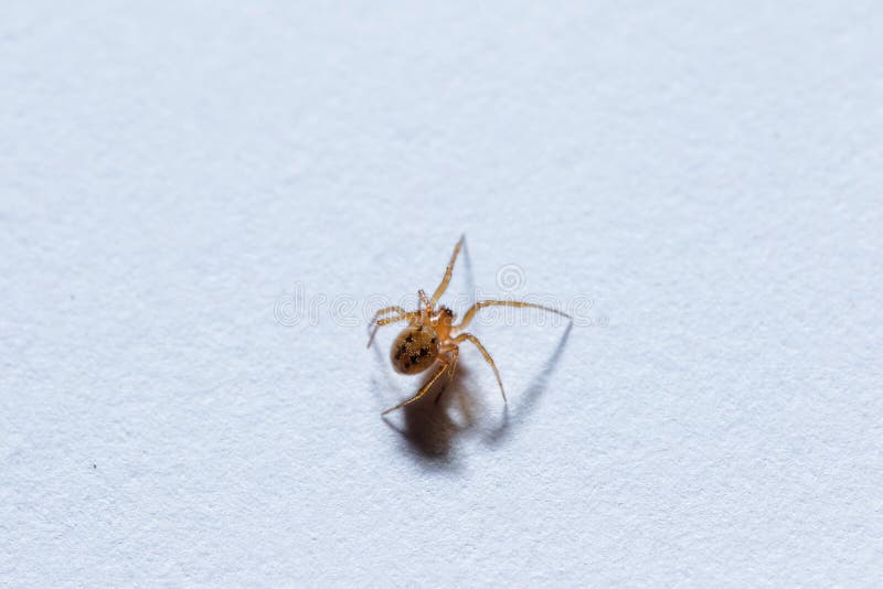 A Small Brown Spider on the Ground Stock Image - Image of abstract ...