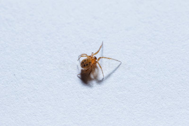 A Small Brown Spider on the Ground Stock Image - Image of architecture ...