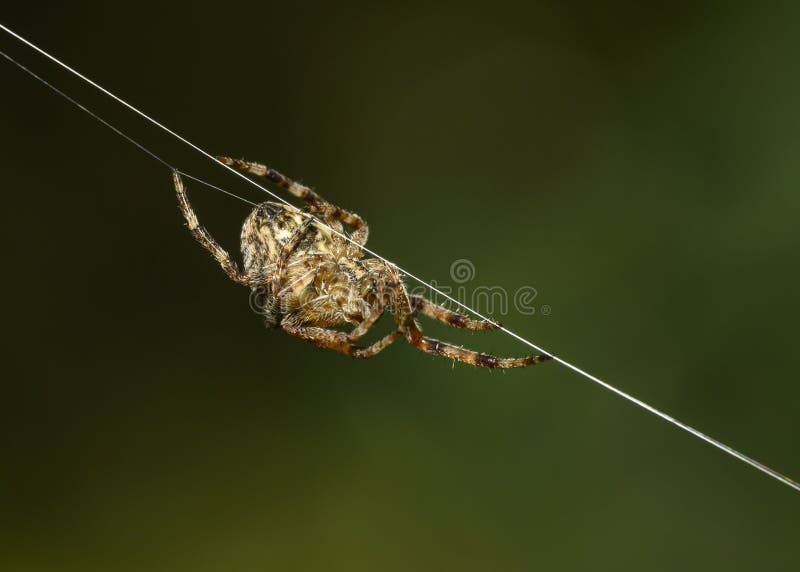 A Small Brown Spider Weaves a Web in the Forest Stock Photo - Image of ...