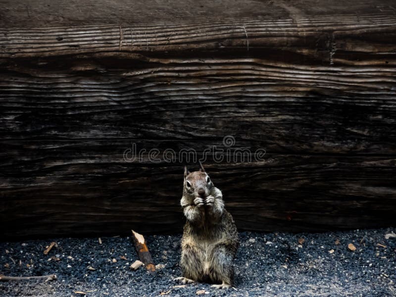 Small Brown Squirrel Feeling Lonely and Scared Stock Photo - Image of ...