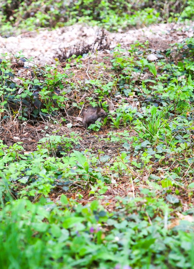 Small Brown Squirrel in the Nature. Animals in the Park Stock Image ...
