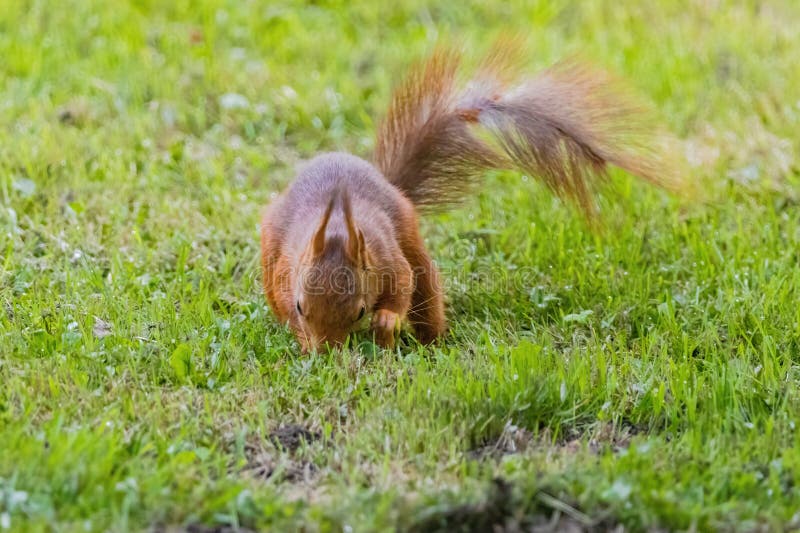 A Small Brown Squirrel is Walking through a Grassy Field Stock Image ...