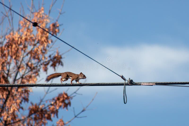 Small Brown Squirrel Walking on a Long Wire Outside Stock Photo - Image ...