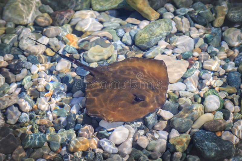 Small Brown Stingray Swims in Shallow Water in Clear Sea Salt Water in ...