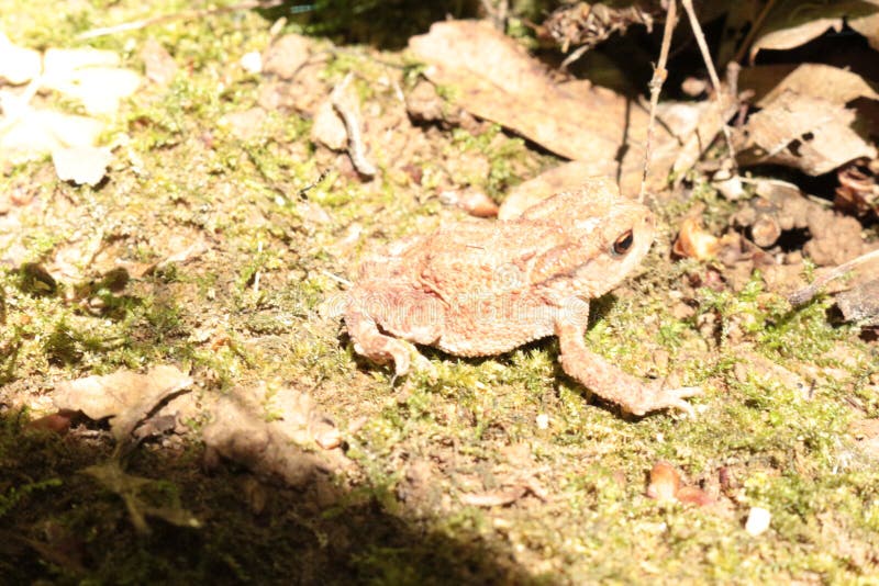 A Small Brown Toad Moves on the Ground and Moss in the Spring Forest ...