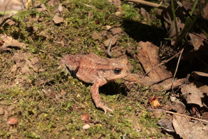 A Small Brown Toad Moves on the Ground and Moss in the Spring Forest ...