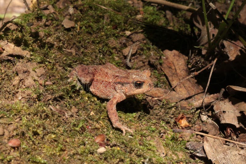 A Small Brown Toad Moves on the Ground and Moss in the Spring Forest ...