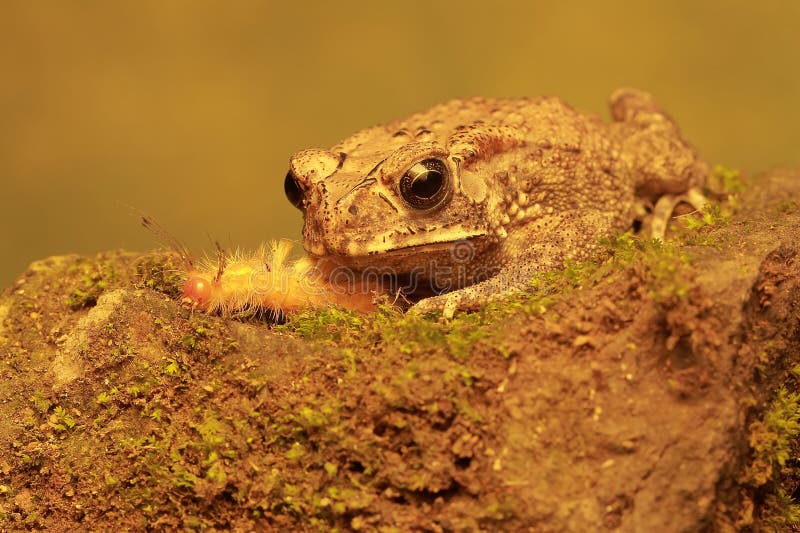Toad Camouflaged on Tree Trunk Stock Image - Image of reptile ...