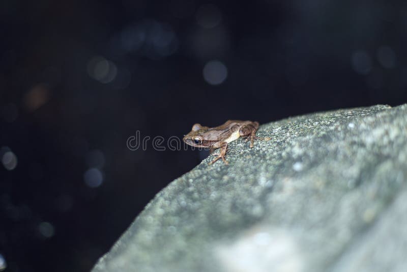 A Small Brown Toad Sitting on a Stone on the Water Background. Stock ...