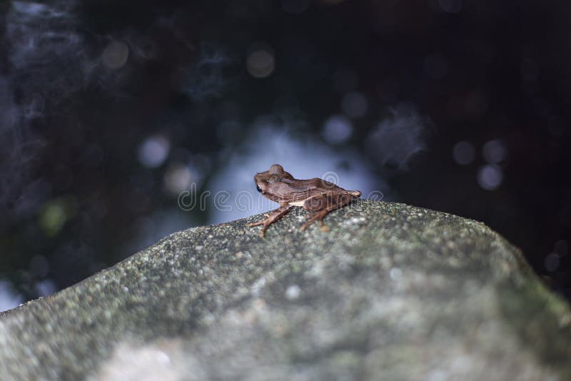 A Small Brown Toad Sitting on a Stone on the Water Background. Stock ...