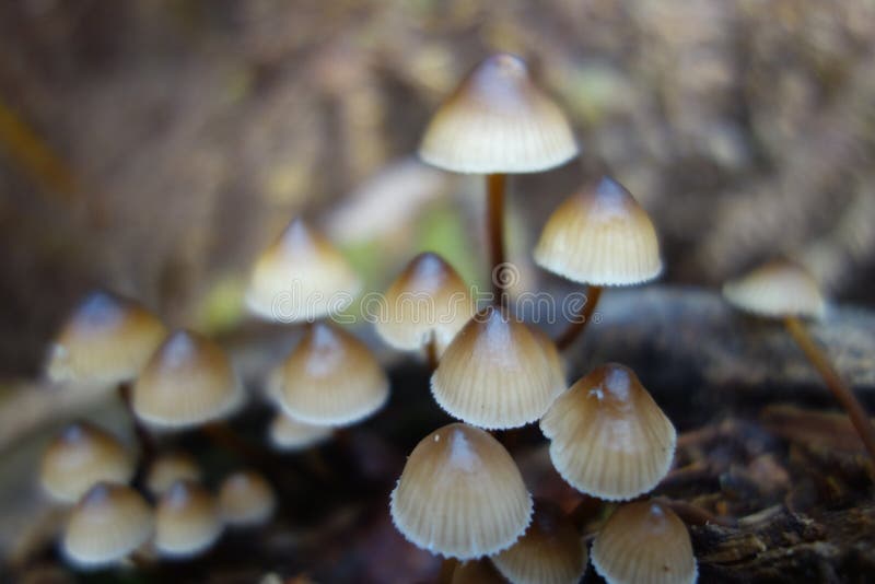 Small Brown Toadstools stock photo. Image of small, fall - 164244722