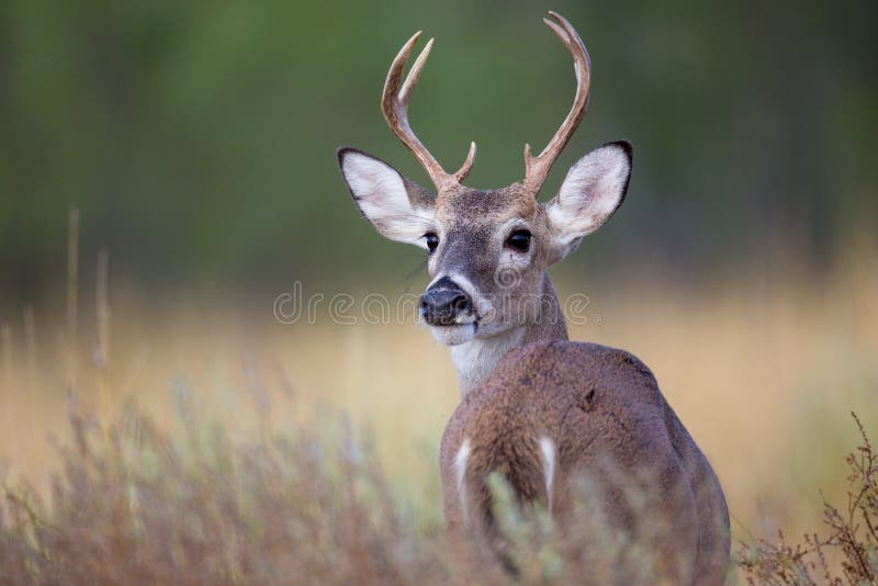 Small Buck in Winter stock photo. Image of wildlife, wausau - 81127050