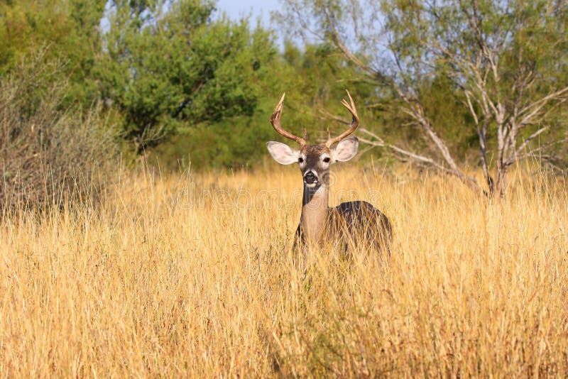 Small Buck in Yellow Prairie Grass Stock Photo - Image of crockett ...
