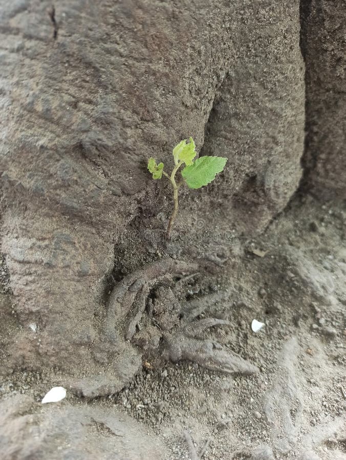 Small Bud from Old Muntingia Calabura Tree Stock Photo - Image of small ...