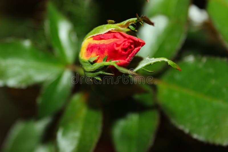 A Small Bud of a Red Rose Flower Stock Photo - Image of flowers, small ...