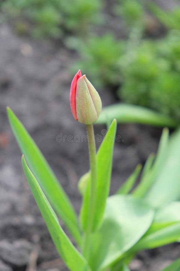 Small Bud of Tulip Flower. Spring Flower Bud on Blurred Background ...