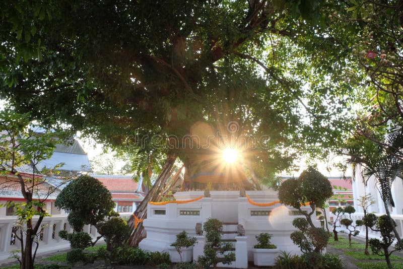 A Small Buddhist Altar by a Tree. the Rays of the Sun Shine through the ...