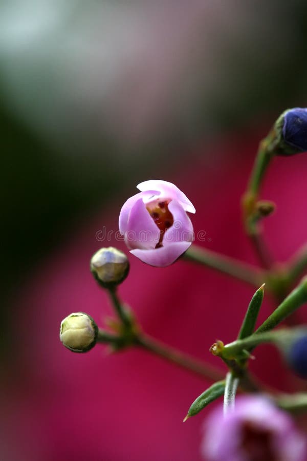 Buds stock photo. Image of white, small, buds, tiny, flora - 281864