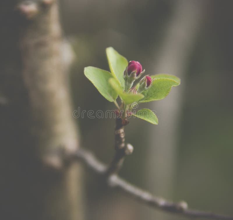 Small buds on apple tree stock photo. Image of garden - 188668562
