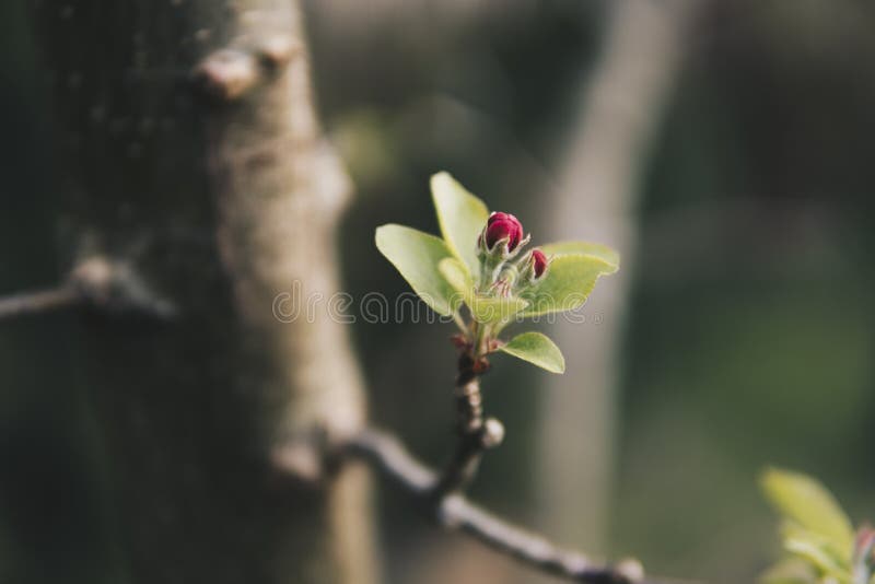 Small buds on apple tree stock image. Image of growth - 188668565