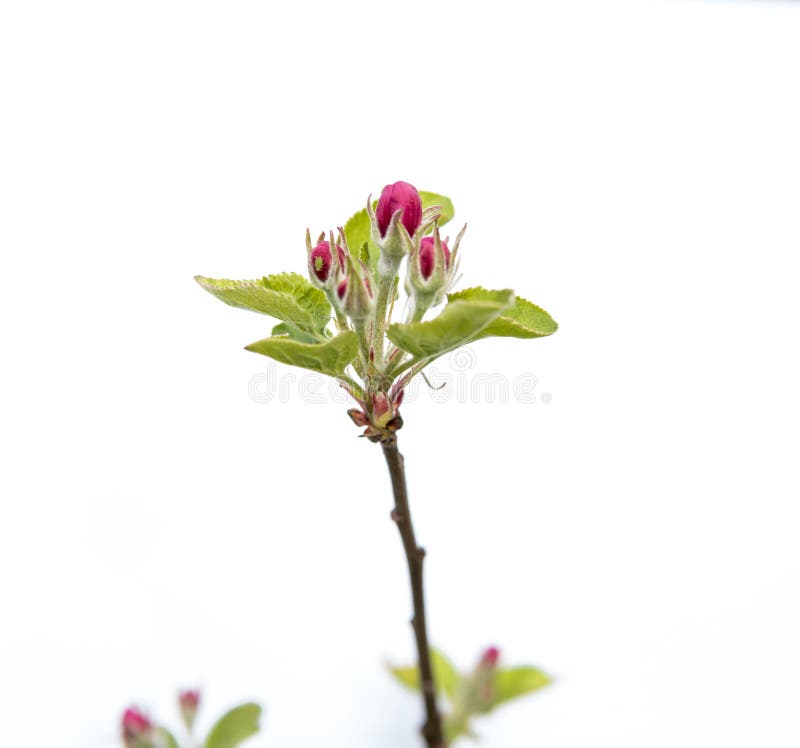 Small buds on apple tree stock image. Image of fresh - 188668551