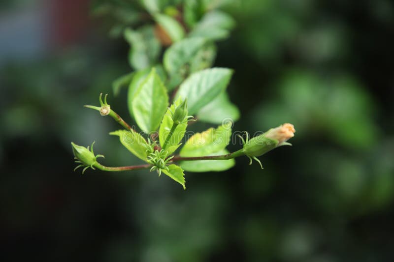 Small Buds of Multiple China Rose Stock Image - Image of garden, buds ...