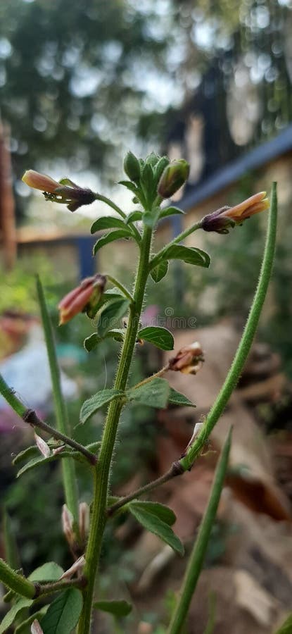 Small buds in a big Plant stock photo. Image of nature - 171145142