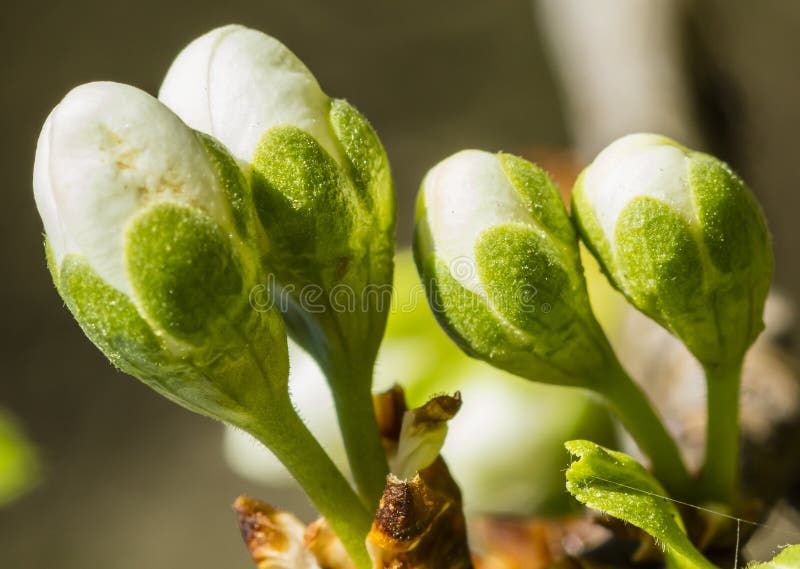 Small Buds Containing White Flowers on an End of a Branch in Early ...