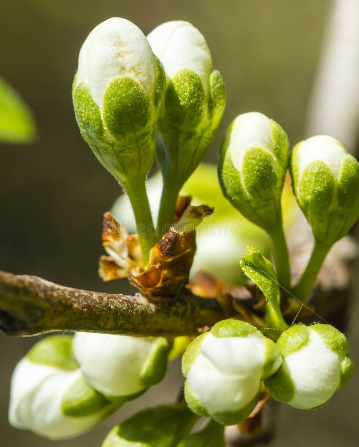 Small Buds Containing White Flowers on an End of a Branch in Early ...