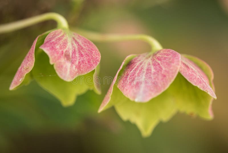 Small buds stock photo. Image of close, plant, background - 62002314
