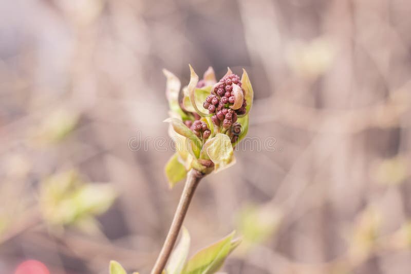 Small buds of lilac stock image. Image of lilac, flowers - 67313261