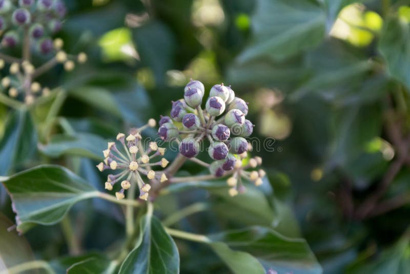 Small Buds stock image. Image of nature, leaves, plant - 106891549