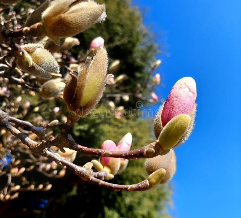 Small Buds of Magnolia Liliiflora Tree Stock Photo - Image of twig ...