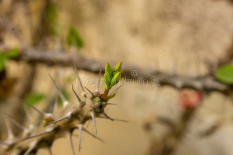 Small Buds of Flowers Not yet Matured Stock Image - Image of closeup ...